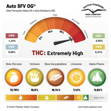 SFV OG AUTO X3-DUTCH PASSION – Terps Grow Shop